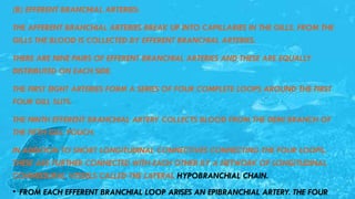 arterial system of scoliodon ppt presentation | PPTX