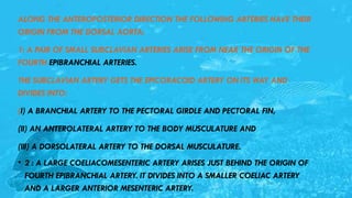 arterial system of scoliodon ppt presentation | PPTX