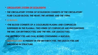 arterial system of scoliodon ppt presentation | PPTX
