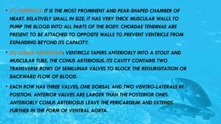 arterial system of scoliodon ppt presentation | PPTX