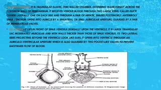arterial system of scoliodon ppt presentation | PPTX