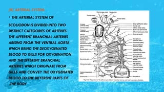 arterial system of scoliodon ppt presentation | PPTX