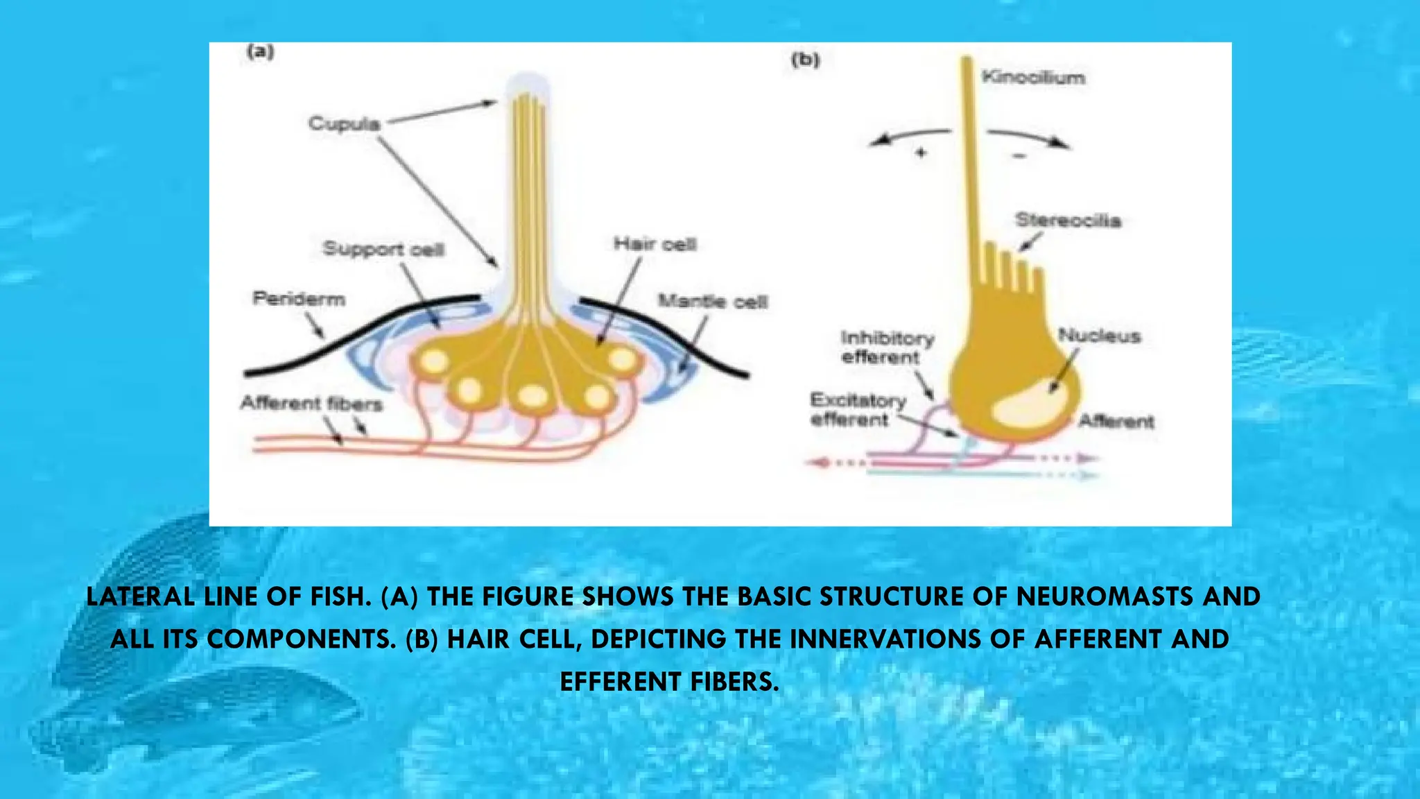 lateral line organ of scoliodon ppt presentation | PPTX