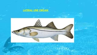lateral line organ of scoliodon ppt presentation | PPTX