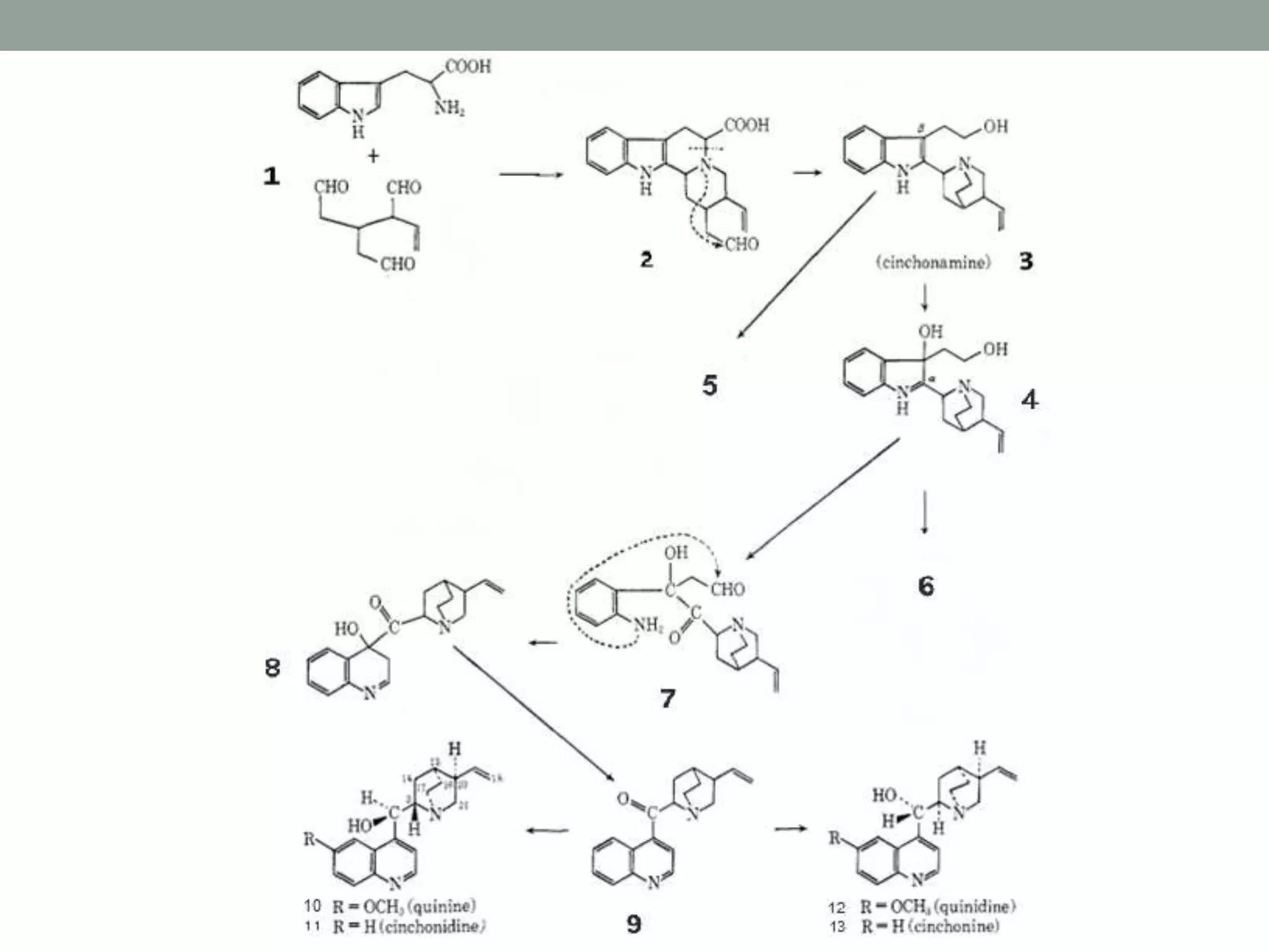 Quinine | PPTX