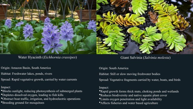 Effects of Invasive Plants Species on Local Ecosystem | PPTX