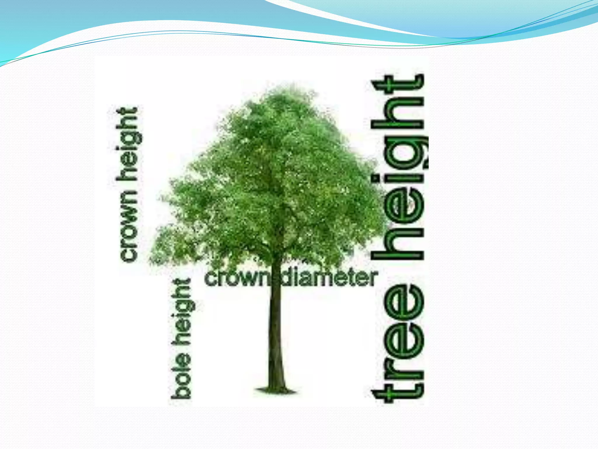 Height measurement of tree.. forest mensration | PPTX