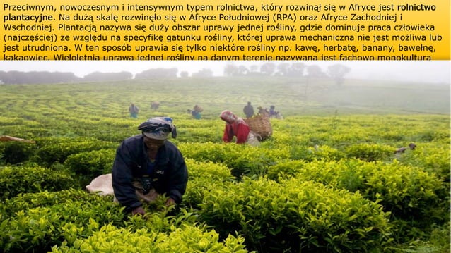 Rolnictwo afryki | PPTX