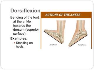 Range of motion exercises | PPTX