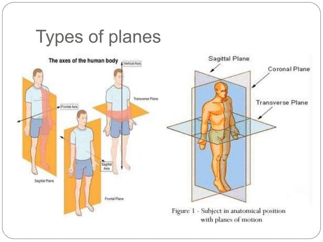 Range of motion exercises | PPTX