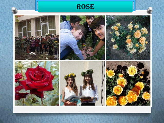 Romania - 10 plants from Romanian garden | PDF