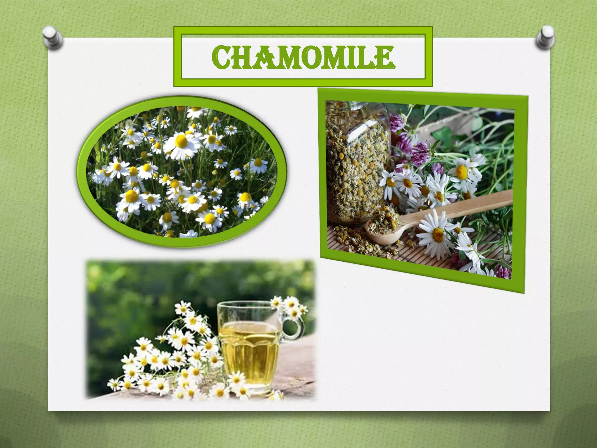 Romanian plants | PDF