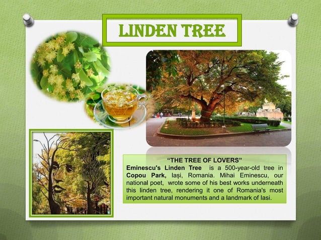 Romanian plants | PDF