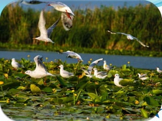 romania_scurta_prezentare.pptx