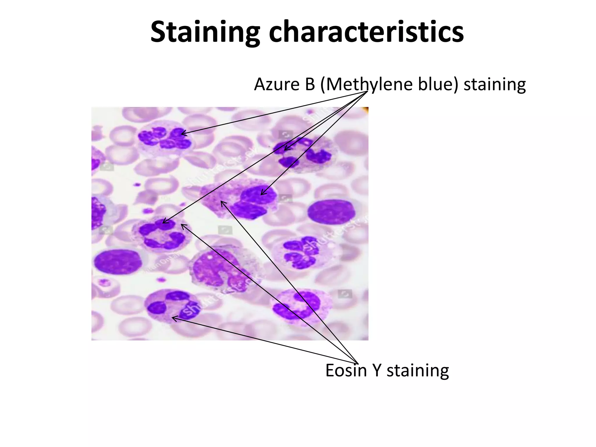 ROMANOWSKY STAINS-1.pptx