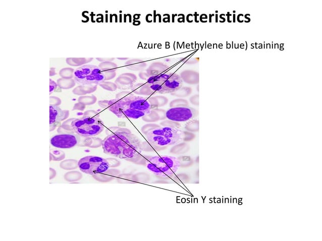 ROMANOWSKY STAINS-1.pptx | Skin Care | Beauty