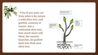 Romans 11:11-36 -- A Sunday School Lesson | PPTX