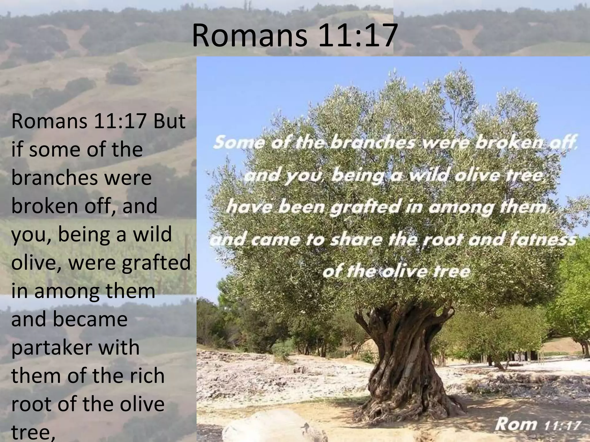 Romans Chapter 11, Replacement Theology, The olive tree, John Piper ...