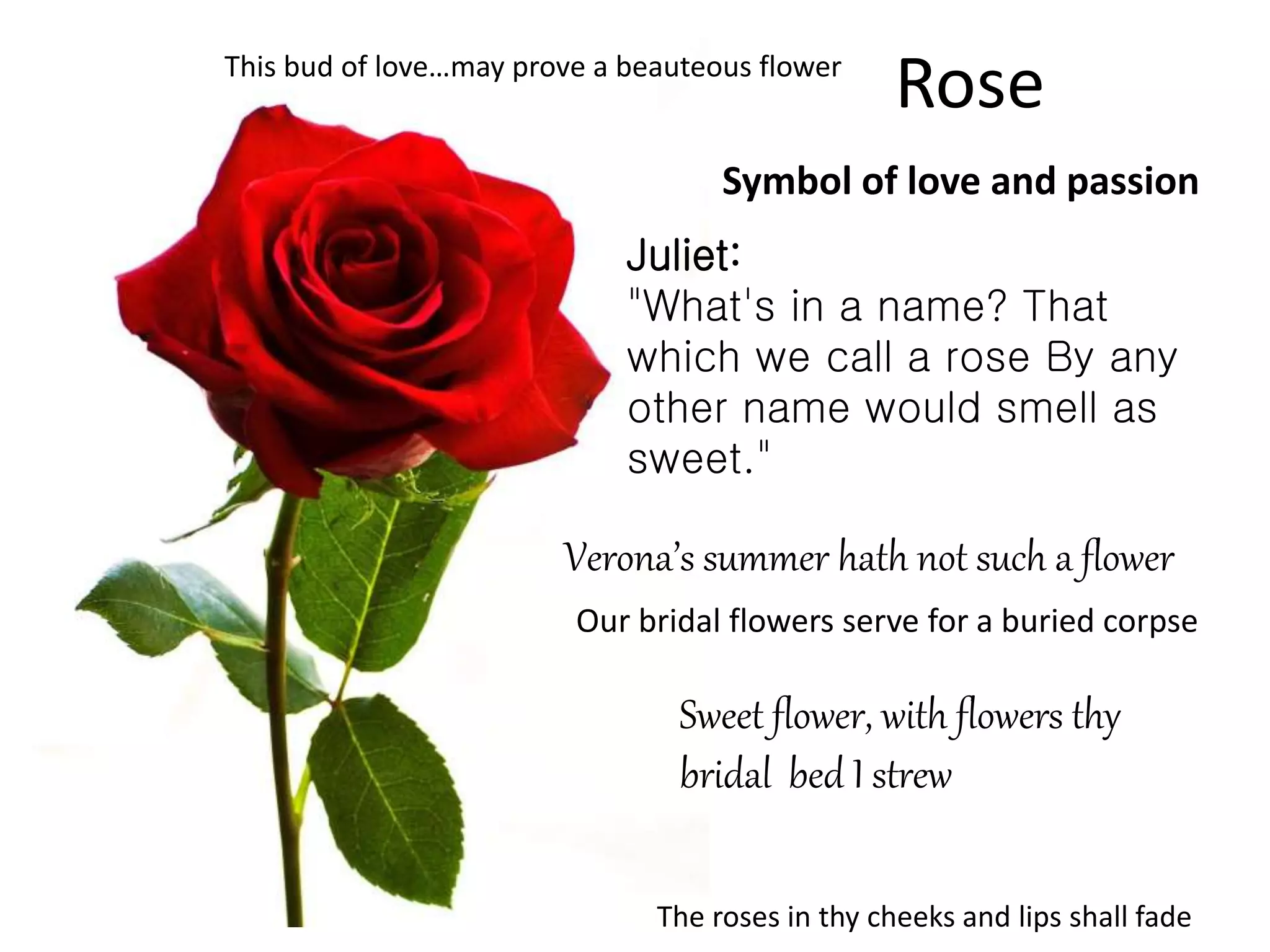 romeo and juliet powerpoint.pptx