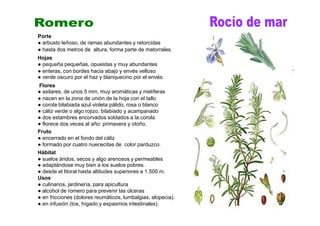 Romero | PDF