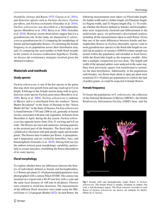 Romero et al 2024. Gynodioecy Fuchsia arborescens.pdf