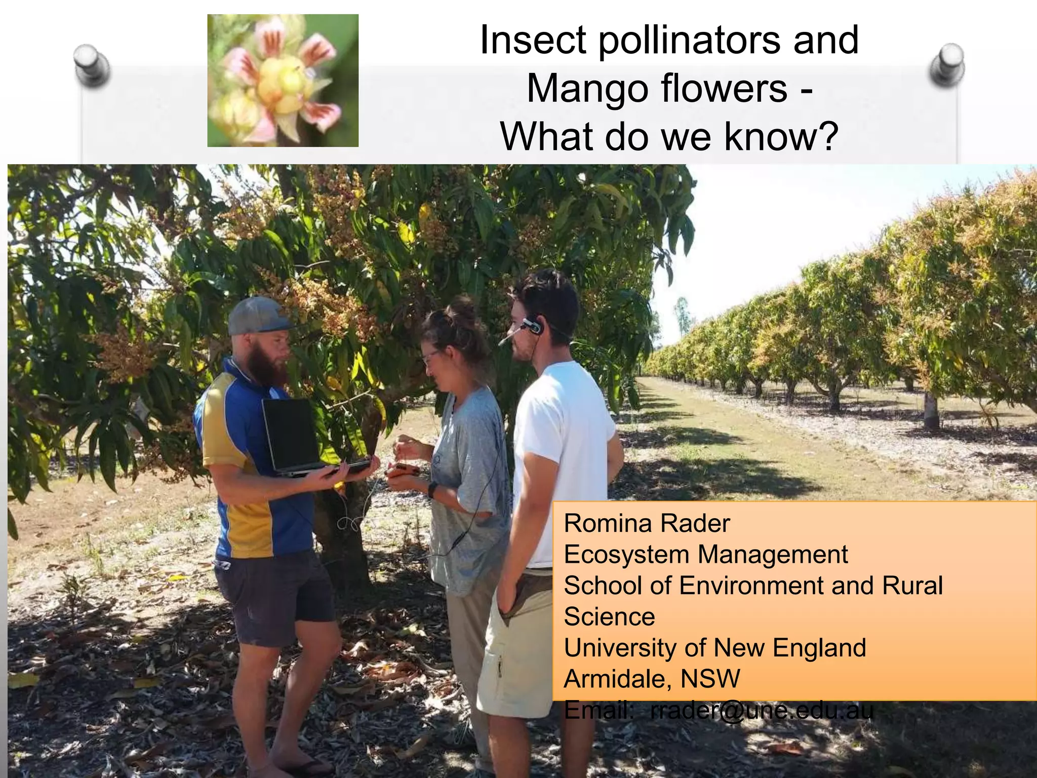 Insect pollinators and Mango flowers - Presentation from the Darwin ...