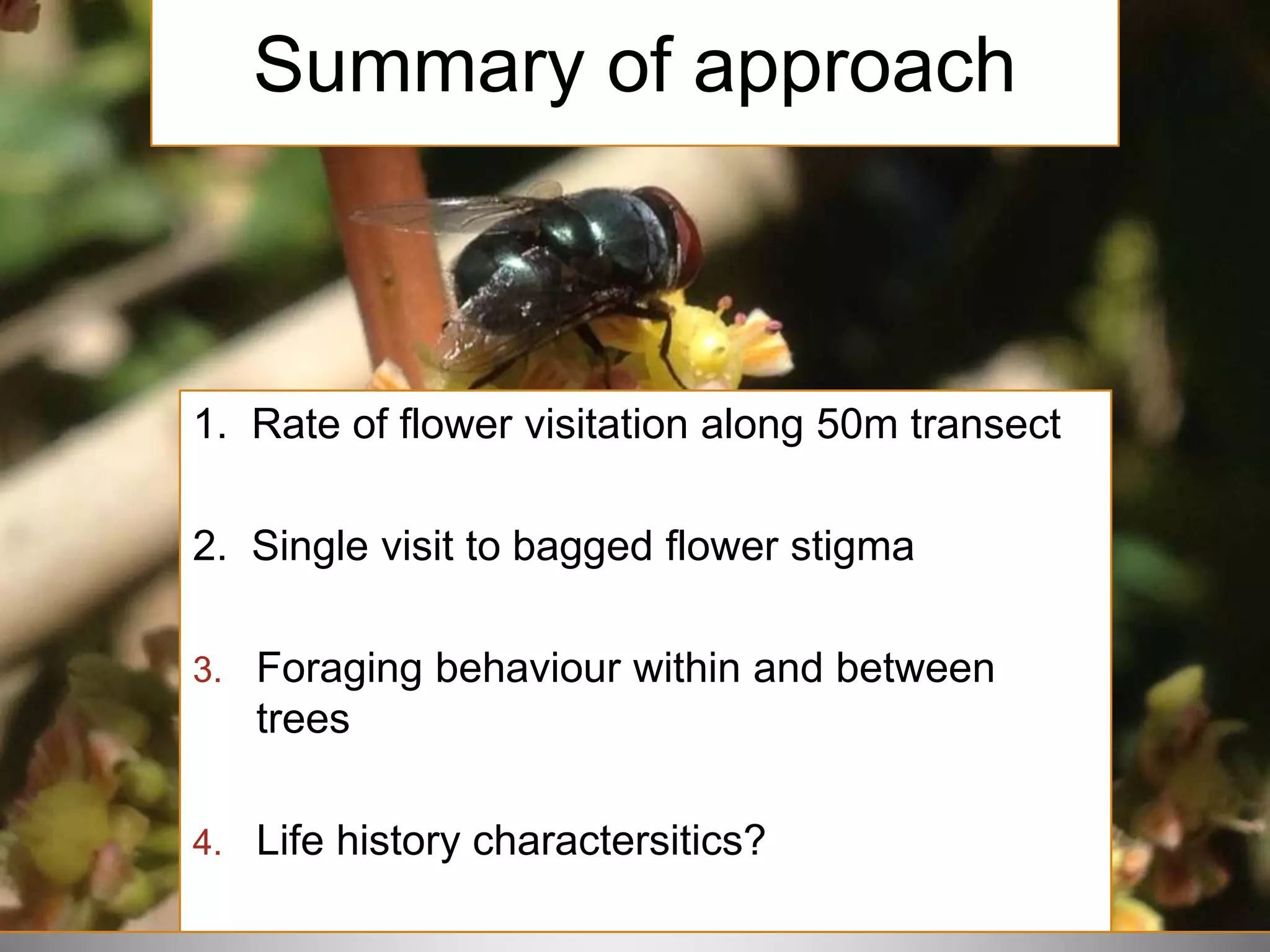 Insect pollinators and Mango flowers - Presentation from the Darwin ...