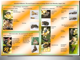Insect pollinators and Mango flowers - Presentation from the Darwin ...