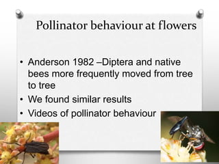 Insect pollinators and Mango flowers - Presentation from the Darwin ...
