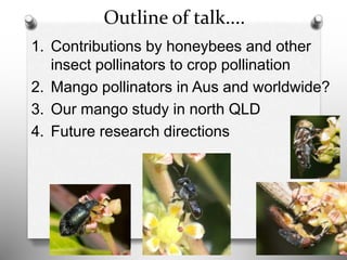 Insect pollinators and Mango flowers - Presentation from the Darwin ...