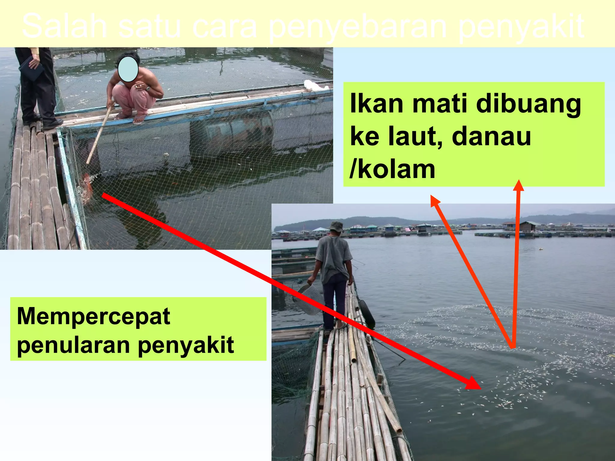 Romi novriadi pengendalian hama dan penyakit ikan | PPT
