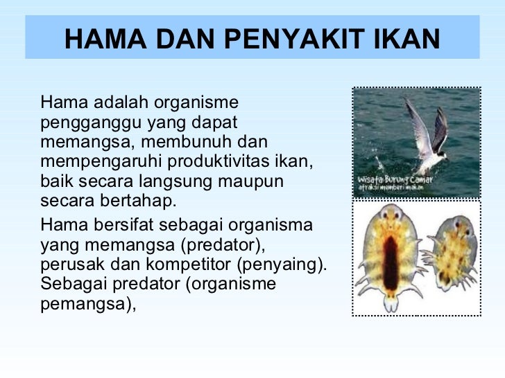 Romi novriadi pengendalian hama dan penyakit ikan