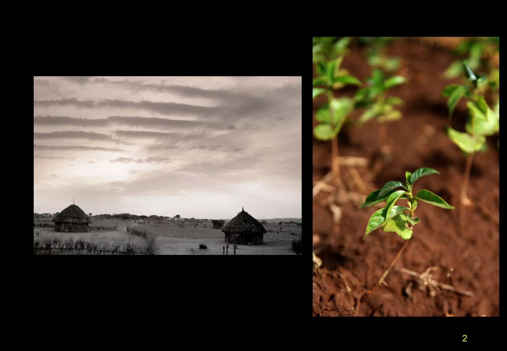 Ethiopian Fine Coffees, Ron Layton | PPT