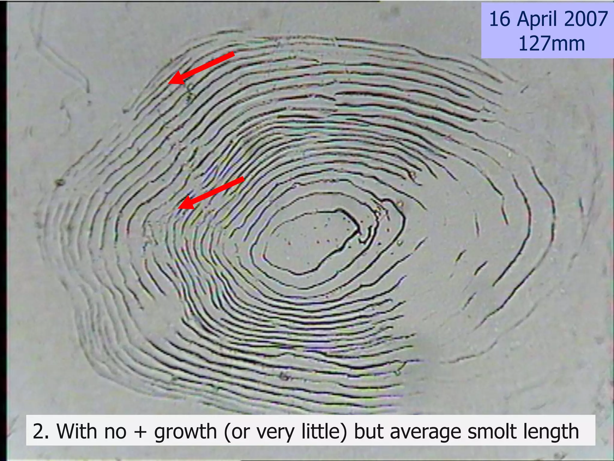 Part 2: Salmon scale reading; 'Problem scales', Erosion, Spawning Marks ...