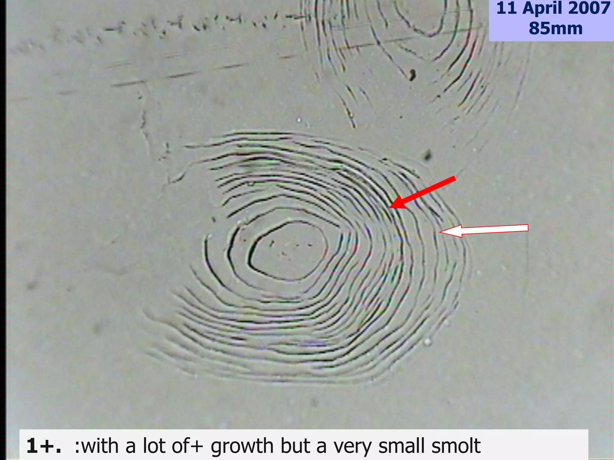 Part 2: Salmon scale reading; 'Problem scales', Erosion, Spawning Marks ...