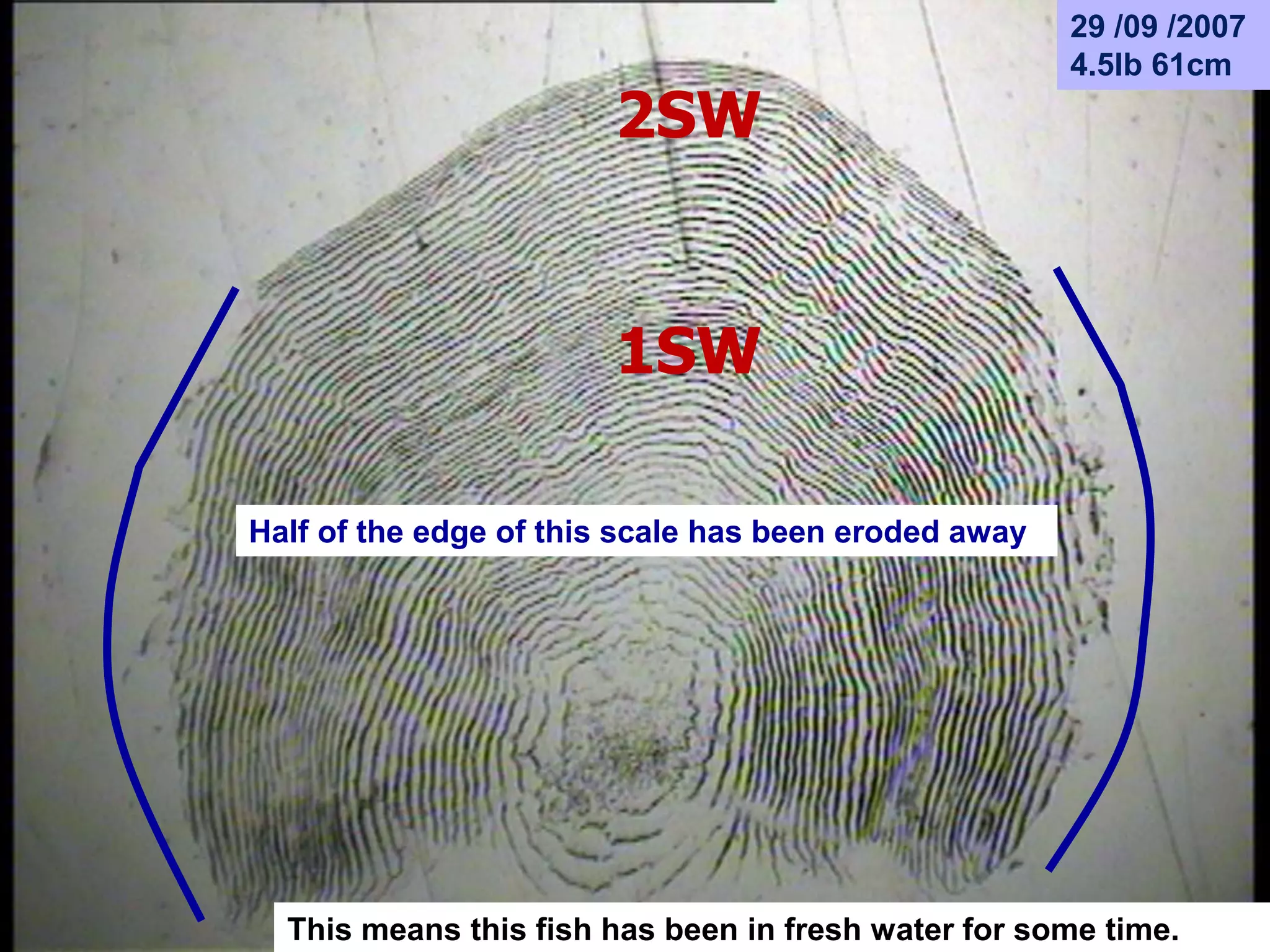 Part 2: Salmon scale reading; 'Problem scales', Erosion, Spawning Marks ...