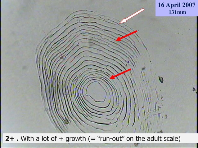 Part 2: Salmon scale reading; 'Problem scales', Erosion, Spawning Marks ...