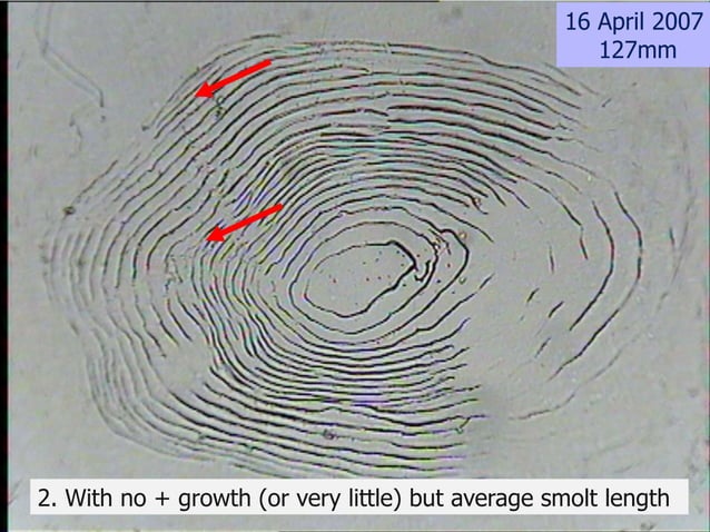 Part 2: Salmon scale reading; 'Problem scales', Erosion, Spawning Marks ...