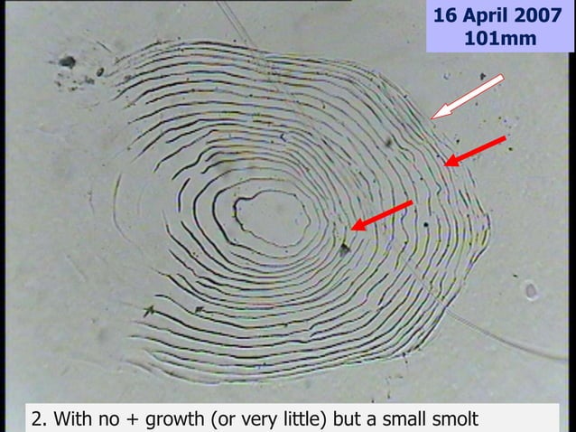 Part 2: Salmon scale reading; 'Problem scales', Erosion, Spawning Marks ...