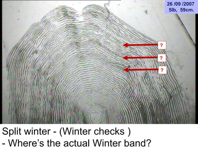 Part 2: Salmon scale reading; 'Problem scales', Erosion, Spawning Marks ...
