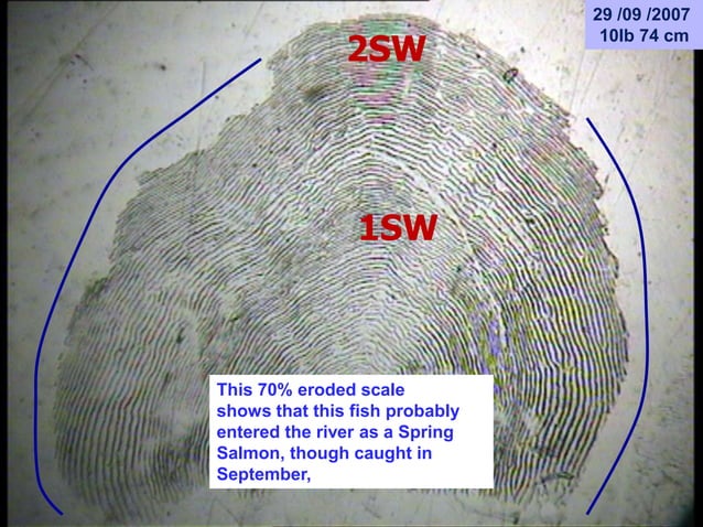 Part 2: Salmon scale reading; 'Problem scales', Erosion, Spawning Marks ...