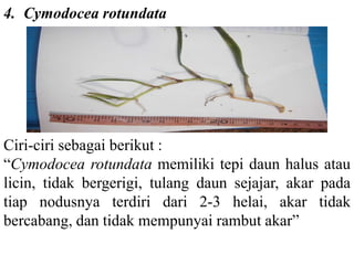 INVENTARISASI JENIS-JENIS LAMUN (SEAGRASS) | PPTX