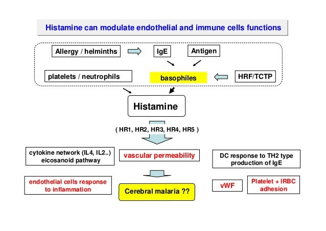 Breaking of the wall : role of allergy and histamine release