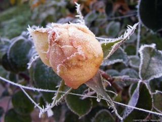 Rondelul rozelor ce mor | PPTX