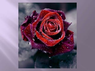 Rondelul rozelor ce mor | PPTX