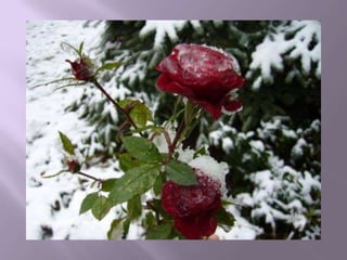 Rondelul rozelor ce mor | PPTX