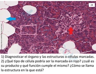 Rondin numero 1 arreglado de la uba. pdf | PDF