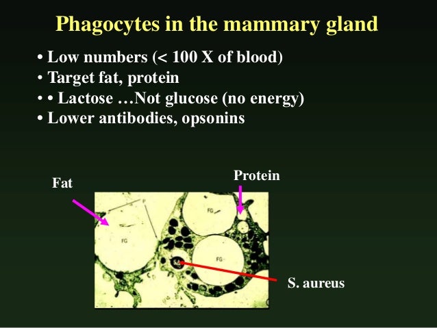 Mastitis: A Reaction of the Immune System- Ron Erskine