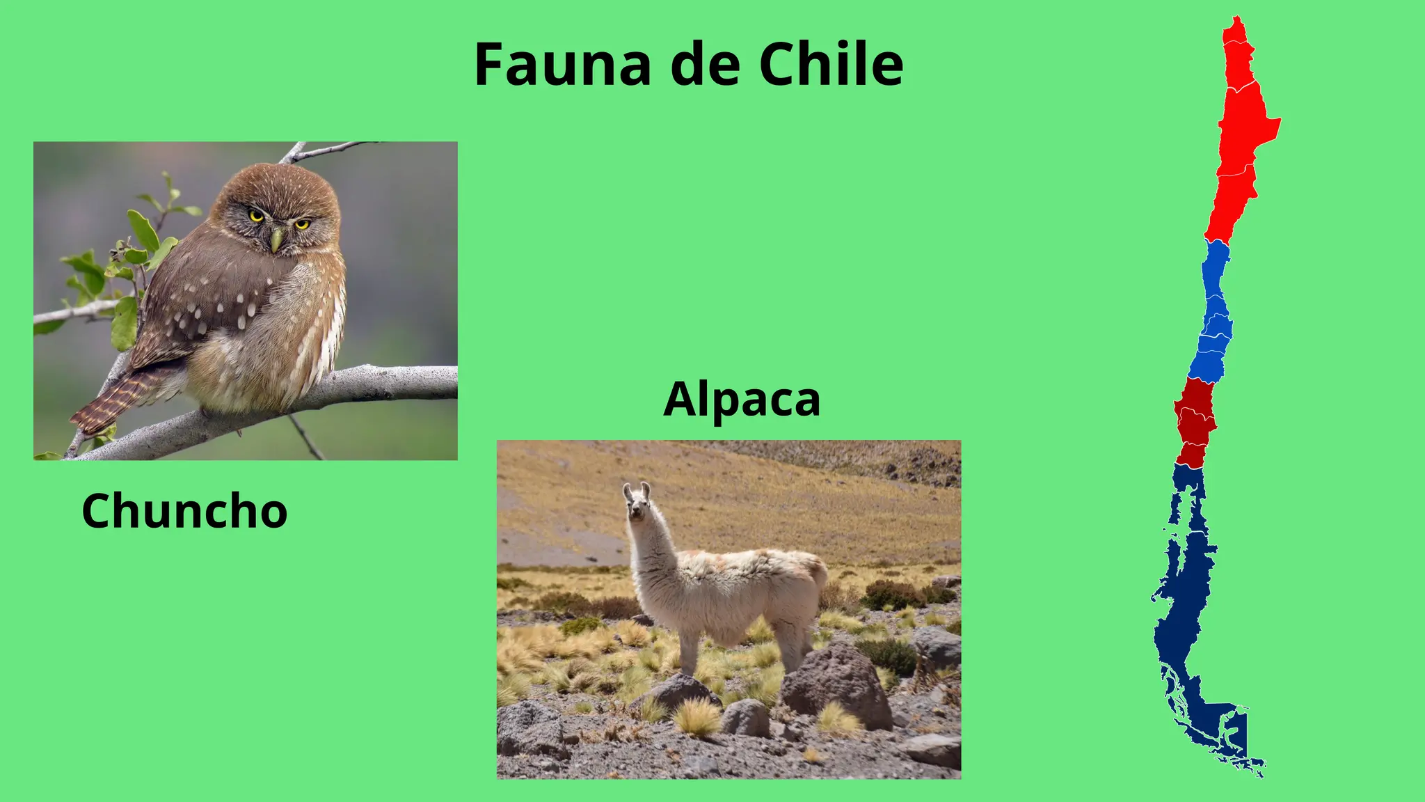 Power point de la flora y fauna de Chile | PPTX