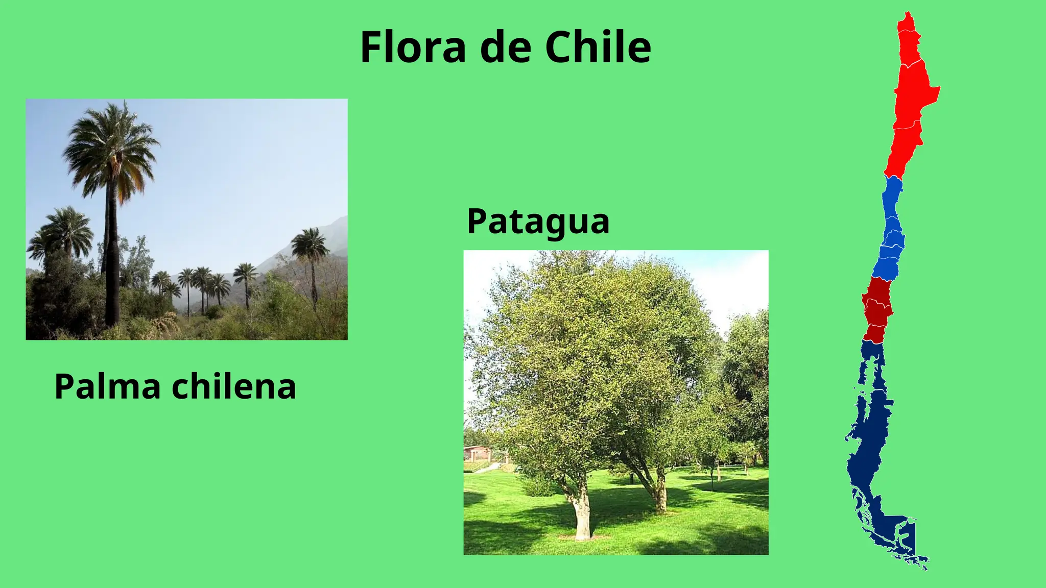 Power point de la flora y fauna de Chile | PPTX